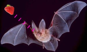 How ultrasound imaging works explained simply.