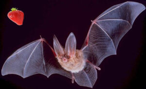 How ultrasound imaging works explained simply.